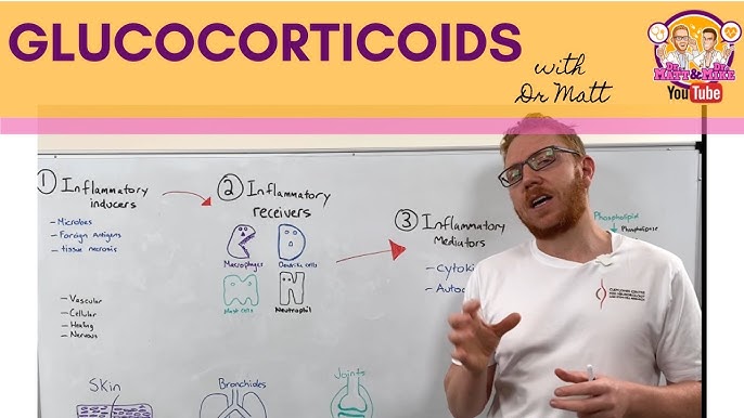 Understanding How the Body Exits 'Fight' Mode Through Glucocorticoids ...